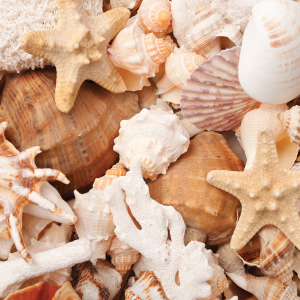 Seashell Power for Psychic Connection to Water & Healing – The Spirit ...